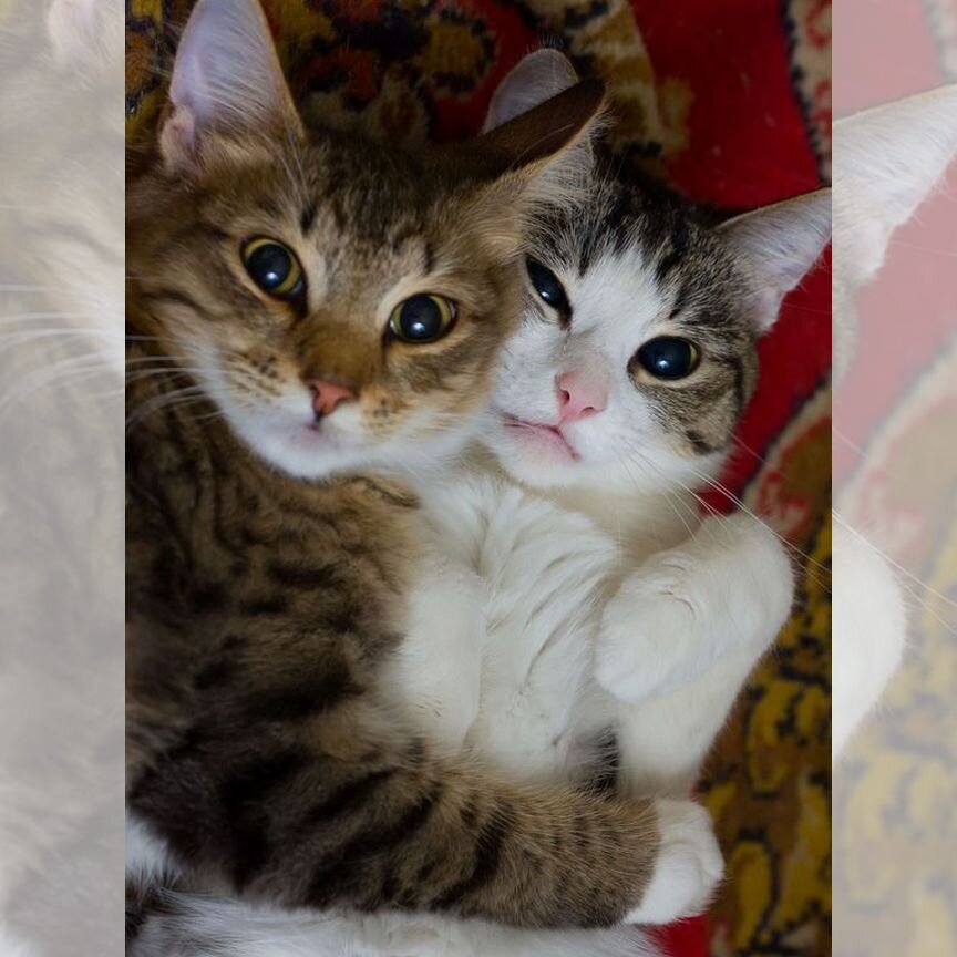 Взрослая, кошка в добрые руки