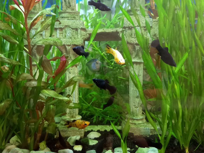 Рыбка Моллинезия