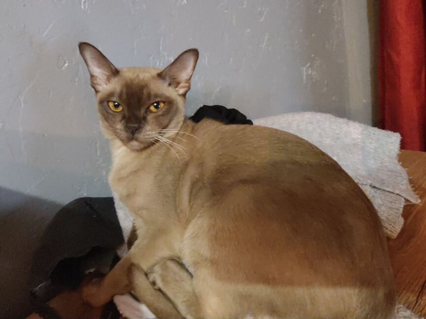 Кошка