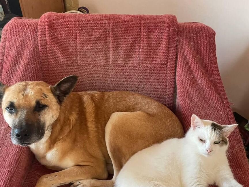 Чудесый дружелюбный кот ищет семью