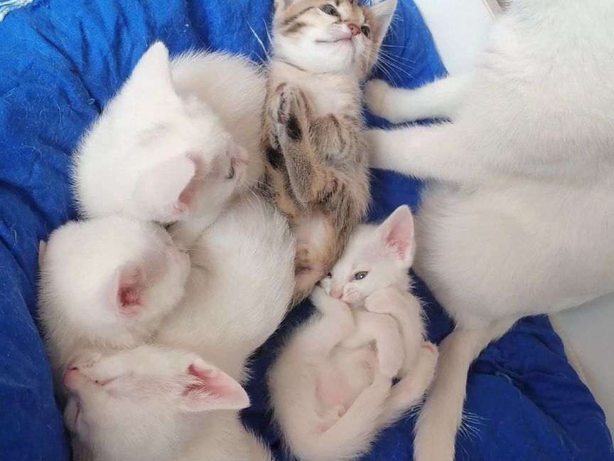 Британские котята