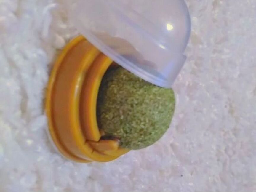 Кошачья мята шарик