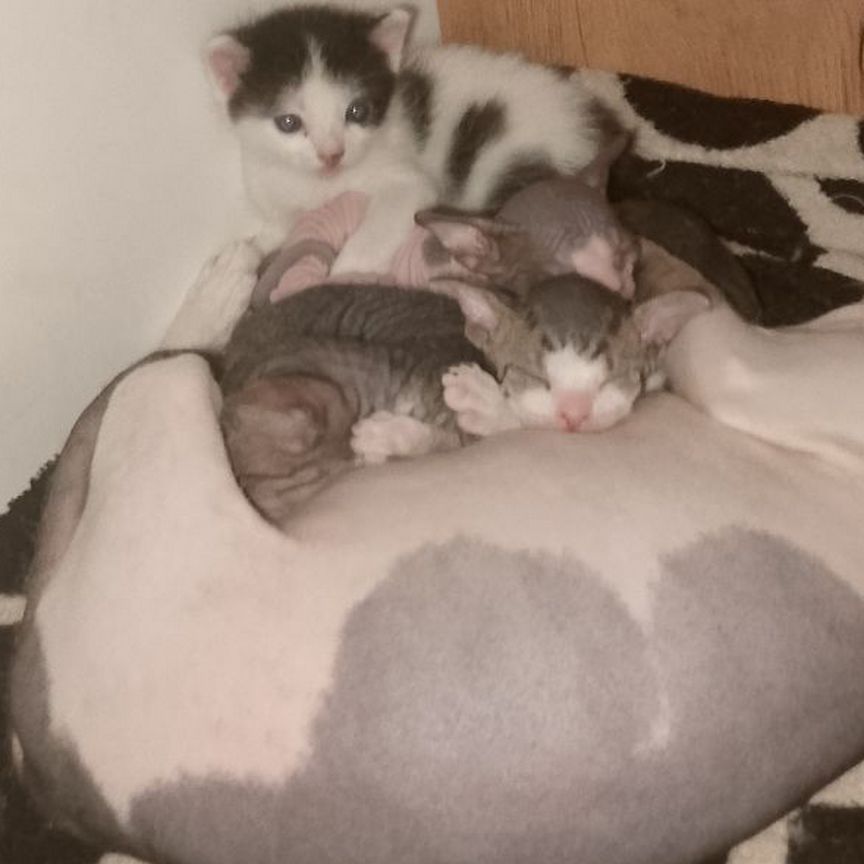 Донской сфинкс котёнок