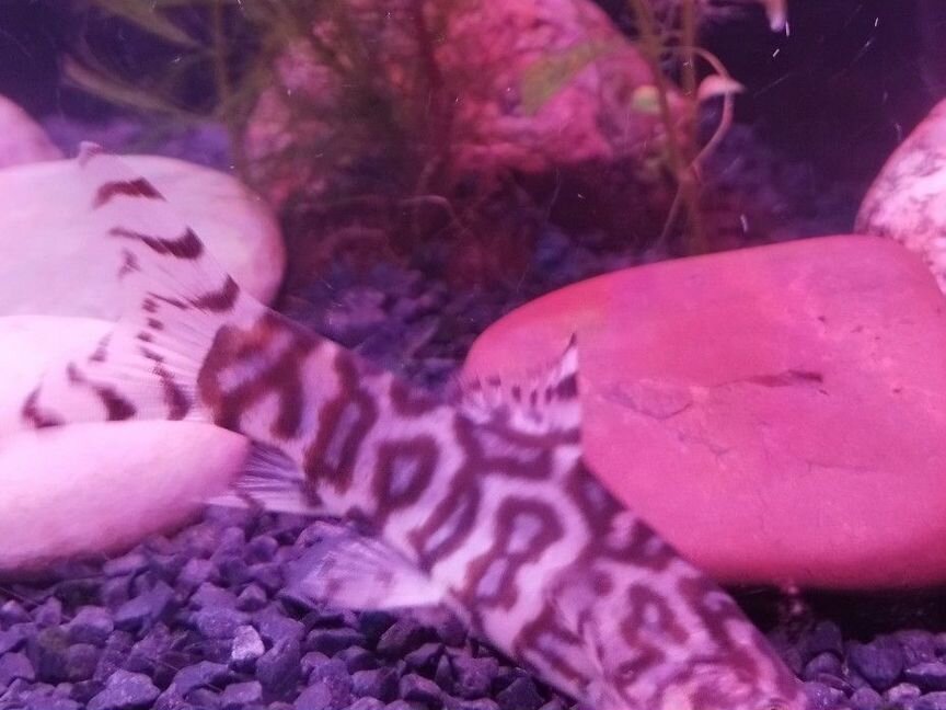 Боция мраморная бесплатно