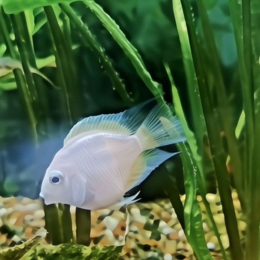 Попугайчики и скалярии. Взрослые и молодняк