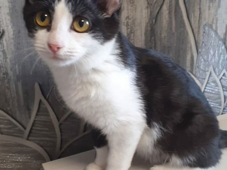 Котёнок в добрые руки