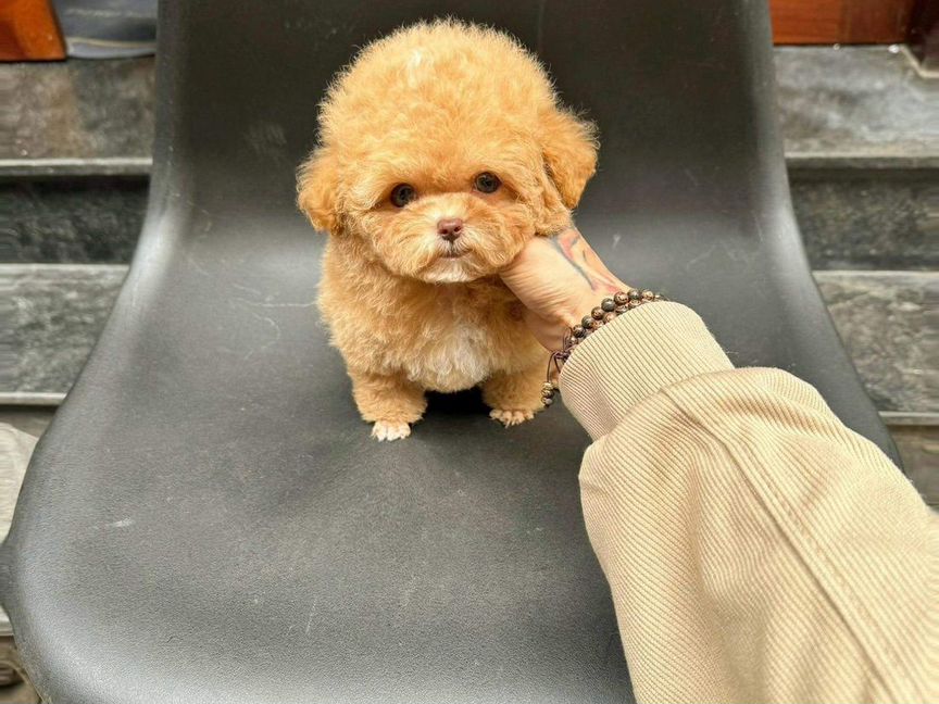 Тикап пудель