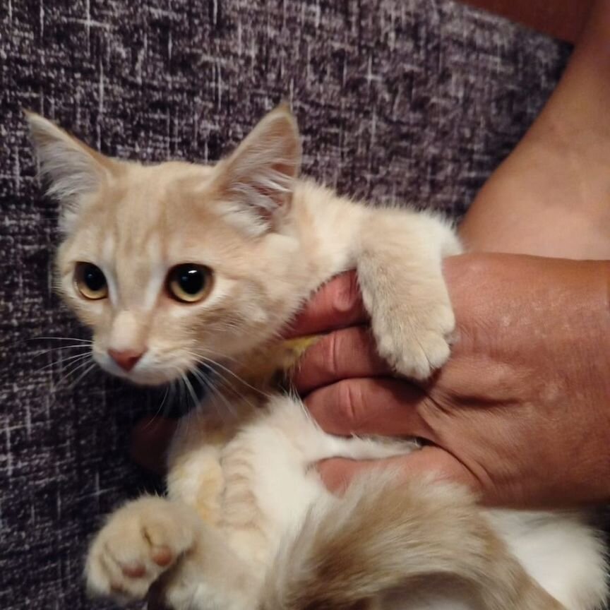 Рыжий котенок