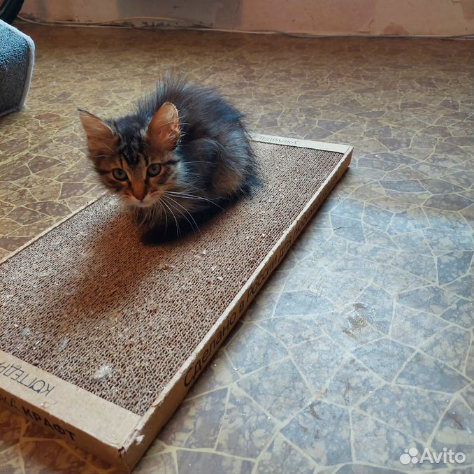 Маленький Ёжик в добрые руки