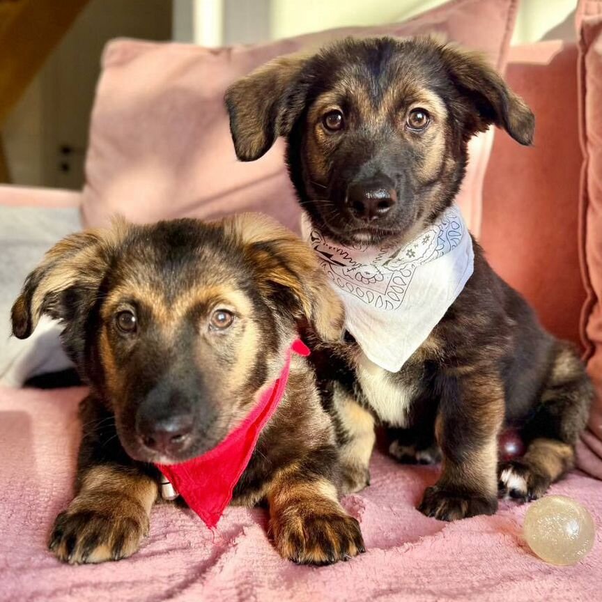 Щенок в добрые руки