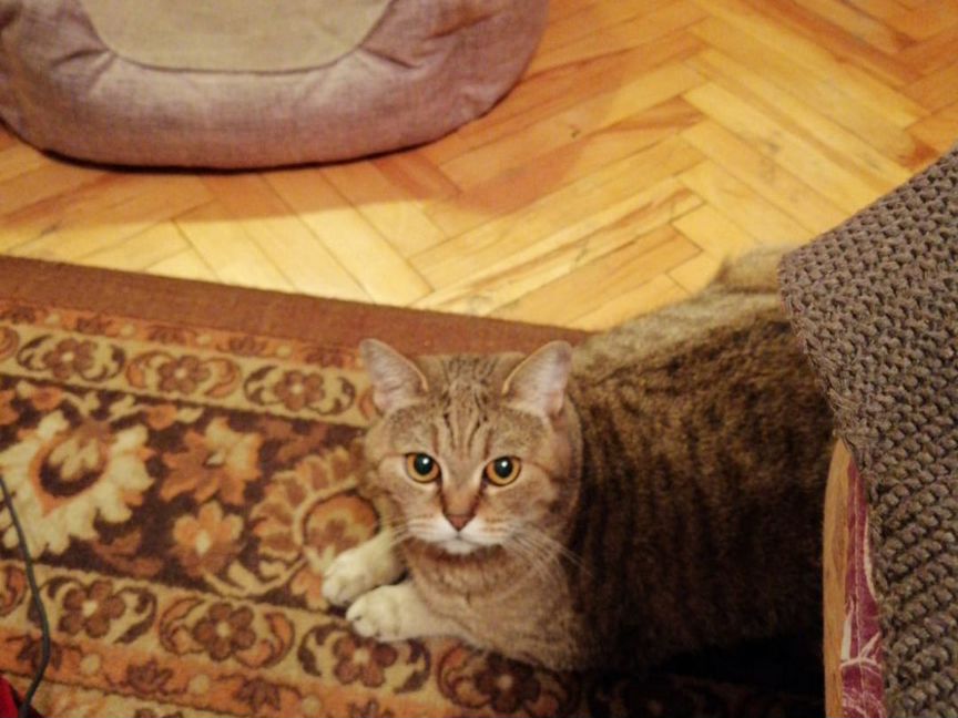 Отдам кошечку в надёжные руки