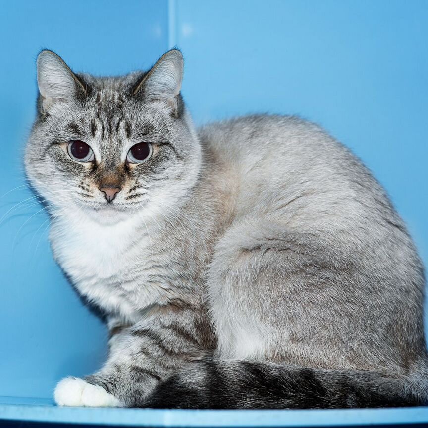 Голубоглазку никто не замечает