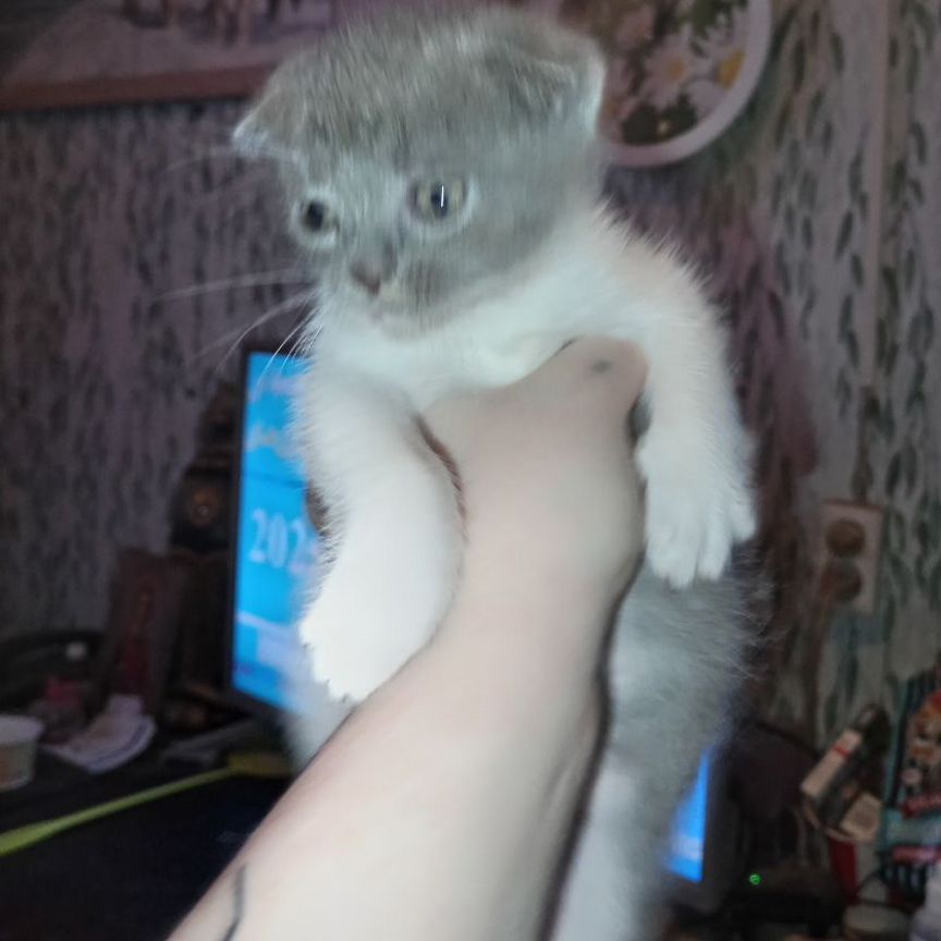 Котята