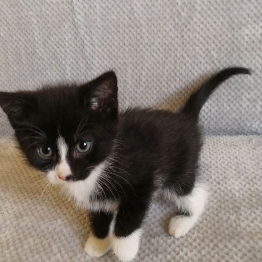 Котята отдам бесплатно