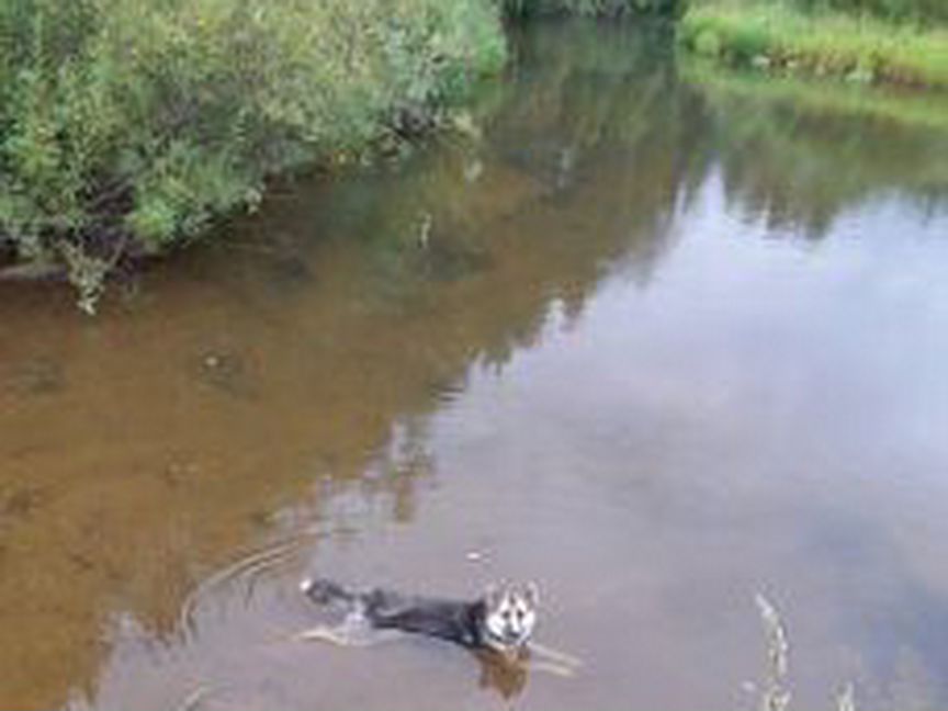 Щенки западно сибирской лайки