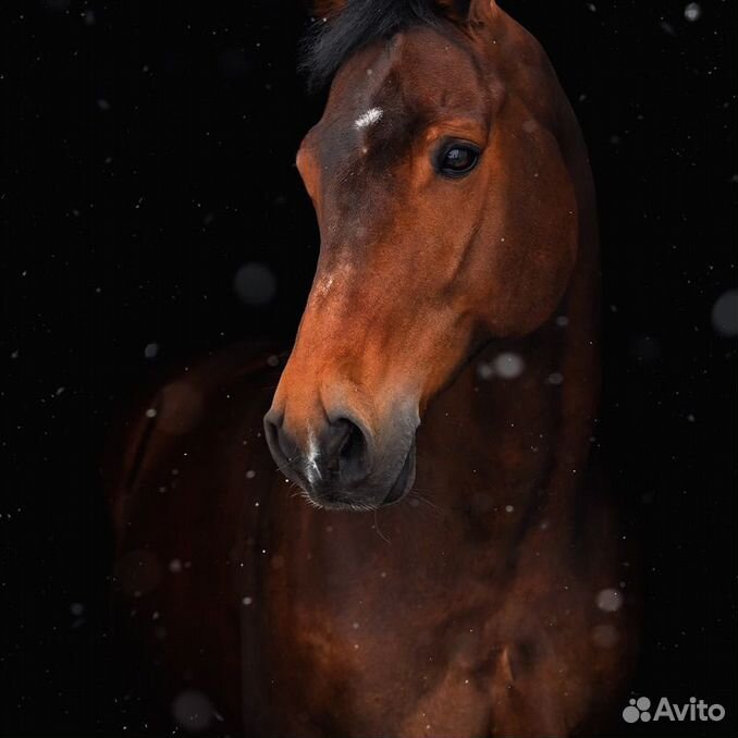 Мерин, увп, 2013 гр