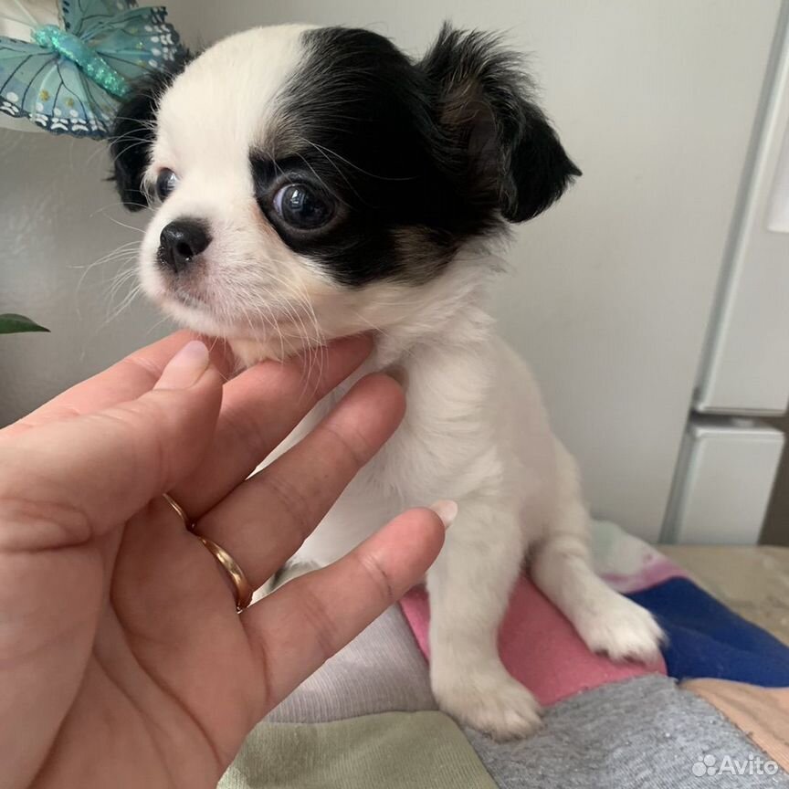 Чихуахуа Мини Девочка