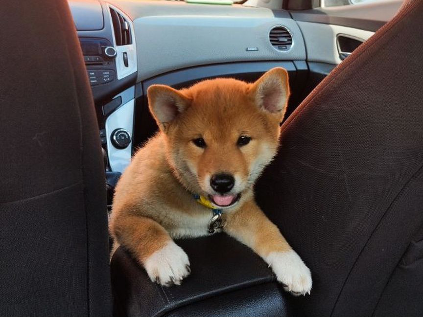 Сибу ину щенок мальчик