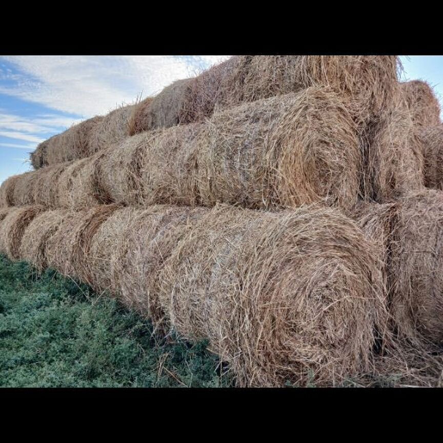Сено в рулонах