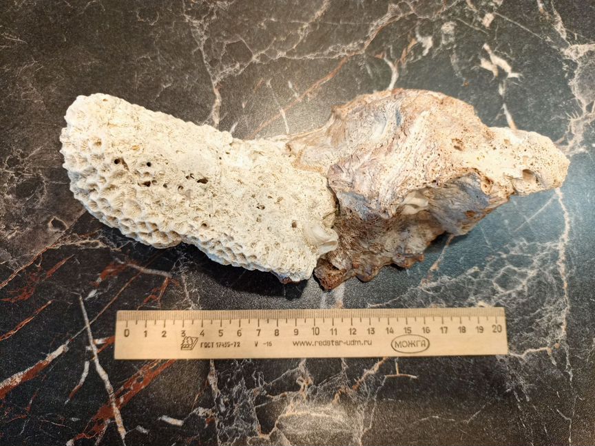 Окаменелость коралл натуральный. Для аквариума