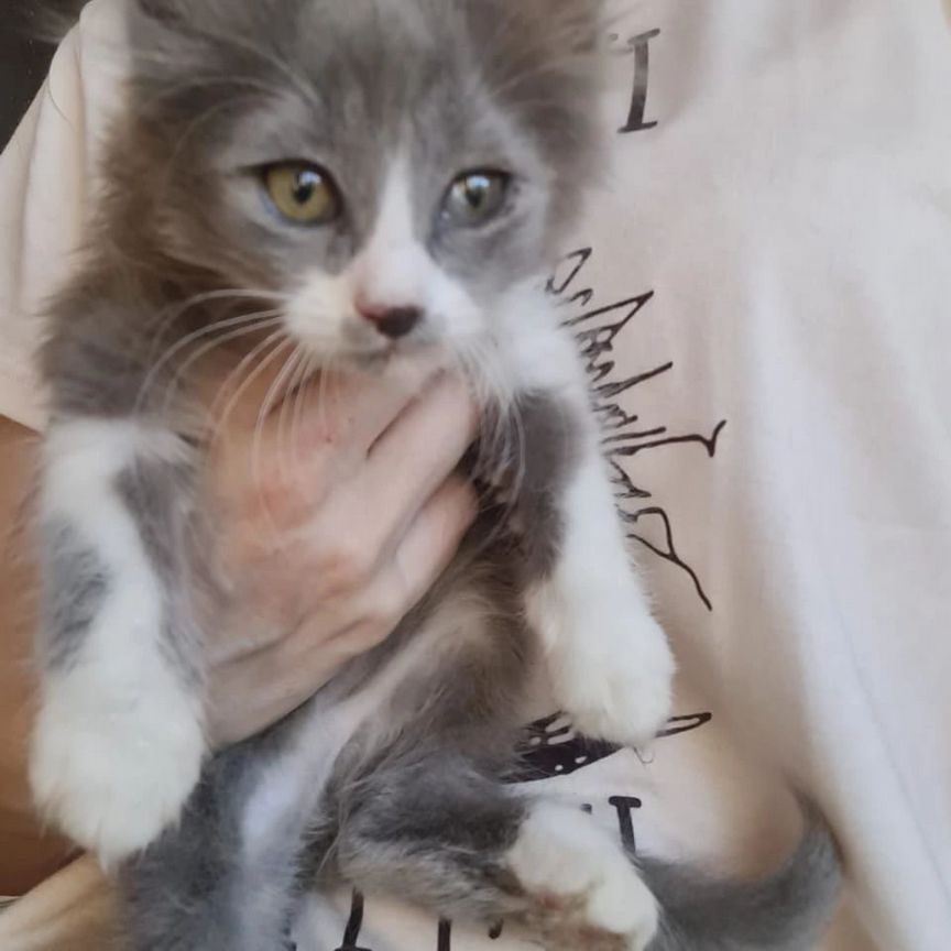 Котенок.Мальчик