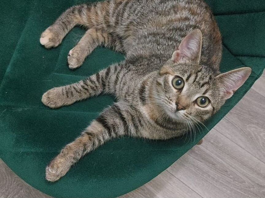 Кисточка ищет дом