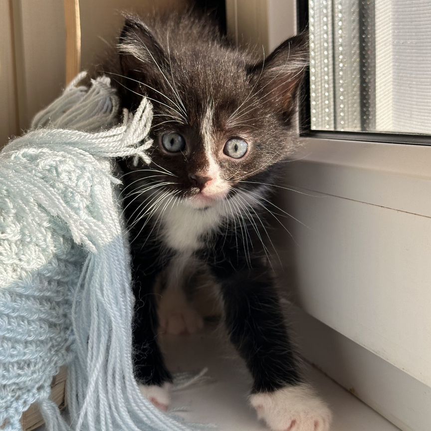 Котёнок в добрые руки