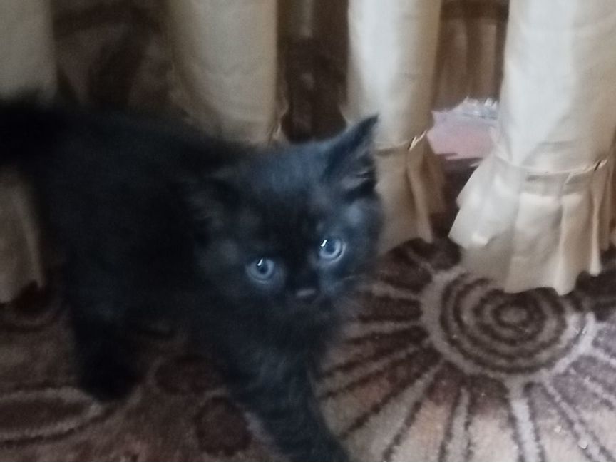 Отдам котята. Британцев в хорошие руки