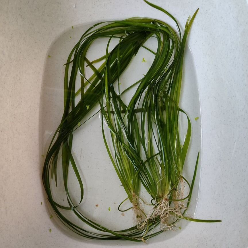 Аквариумное растение