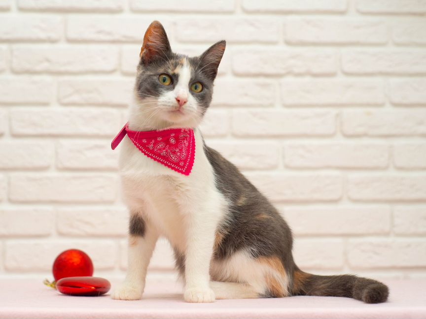 Глаша ищет маму