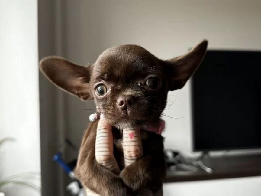 Чихухуа мини(торг уместен)