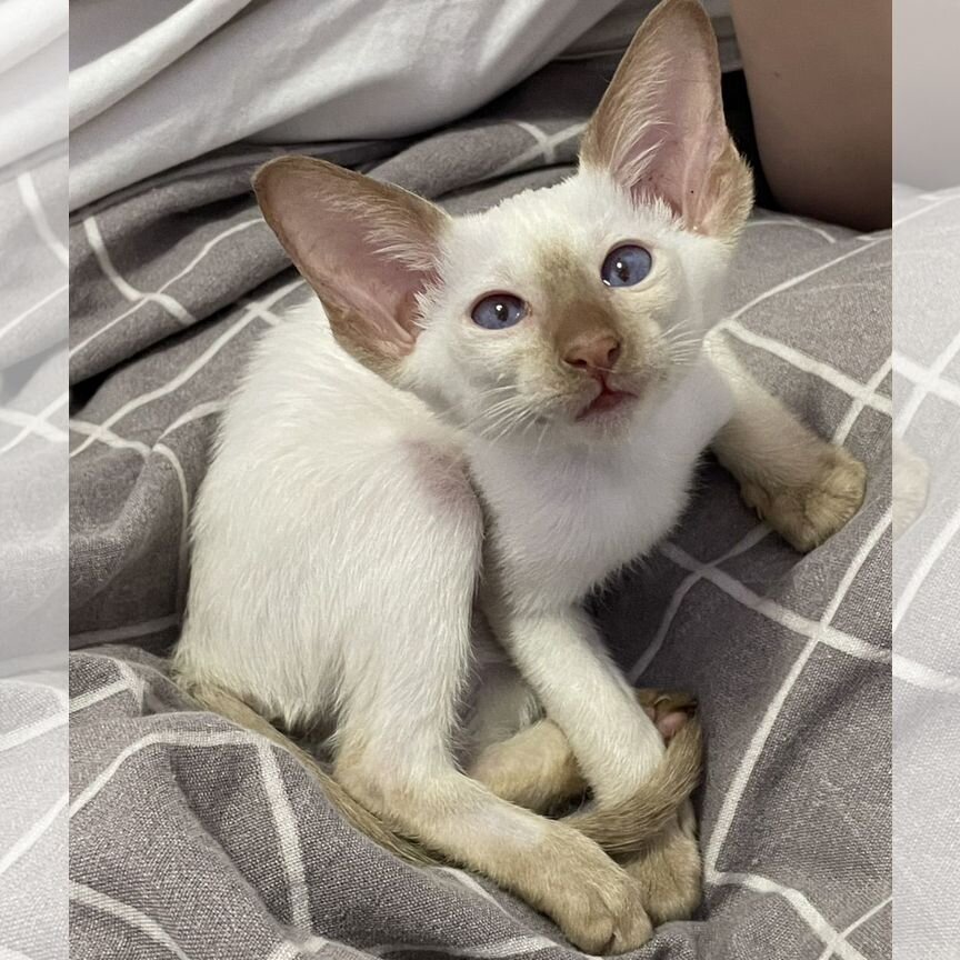 Ориентальный котёнок