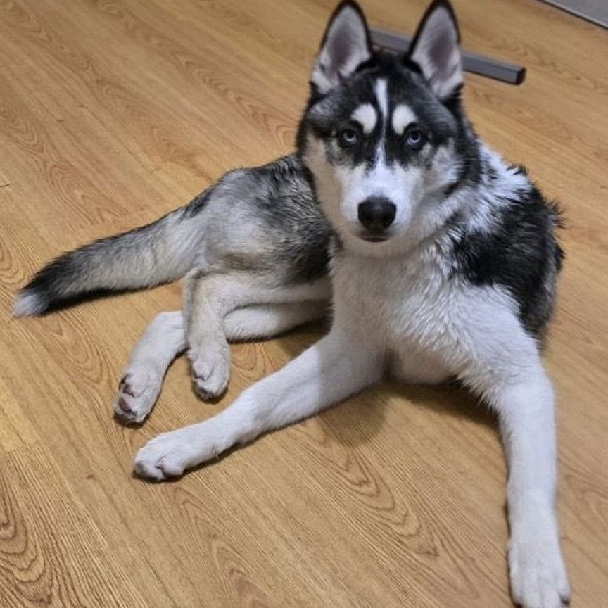 Сибирский хаски, взрослый пёс