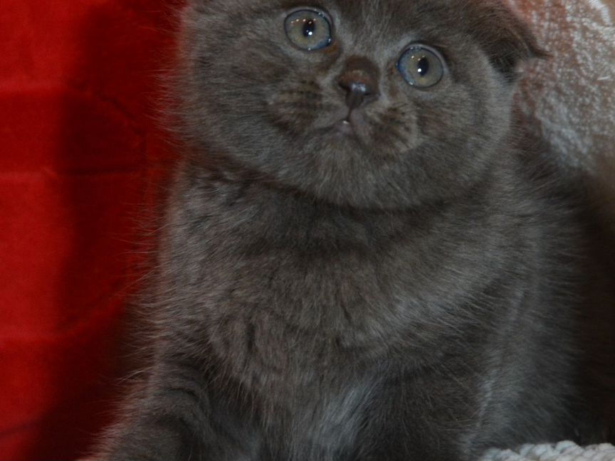 Голубая вислоушка