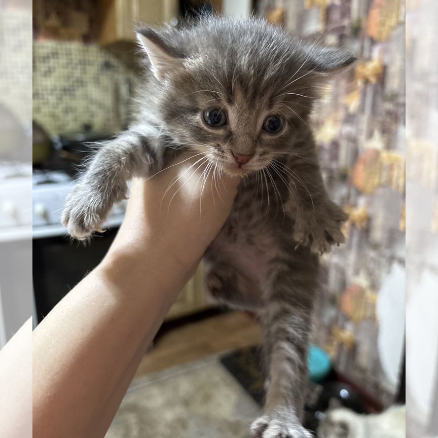 Котёнок в добрые руки