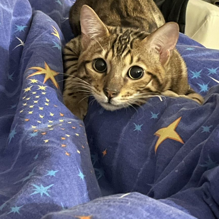 Кот на случку