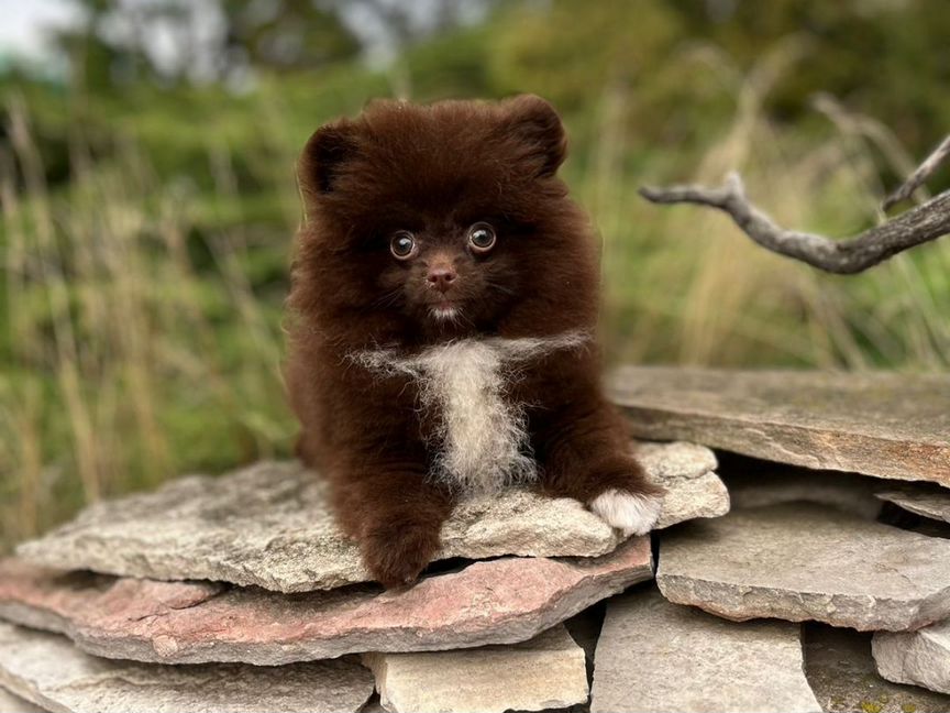 Померанский шпиц девочка