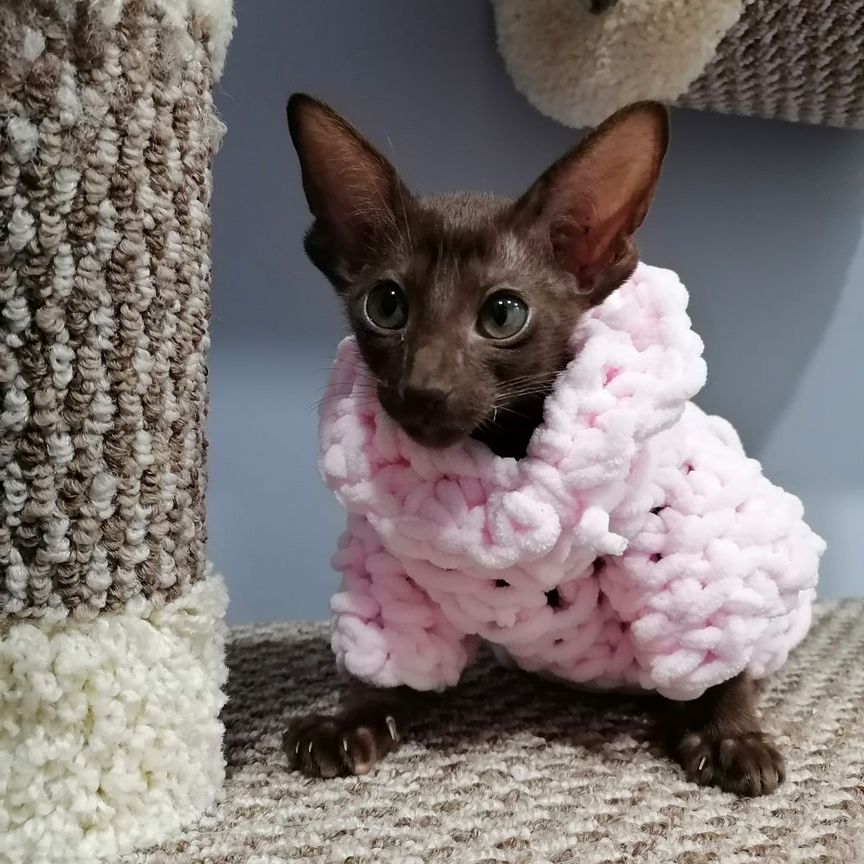 Ориентальные котята