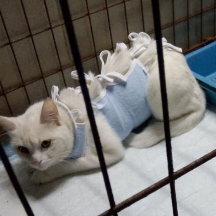 Белый тайский котенок мерзнет на улице