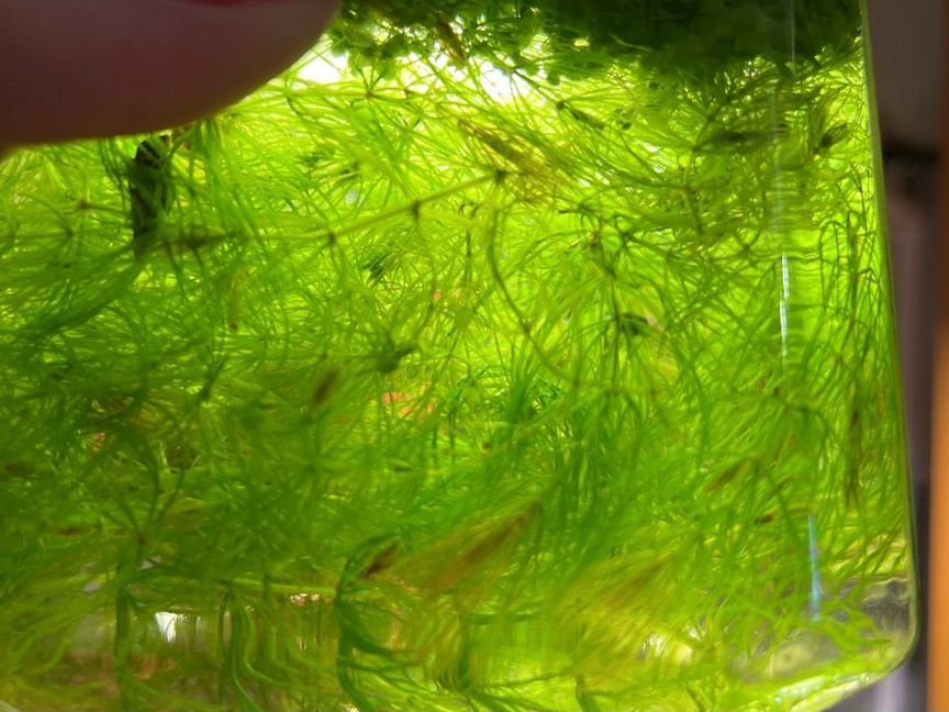 Улитки хелены, ряска и роголистник