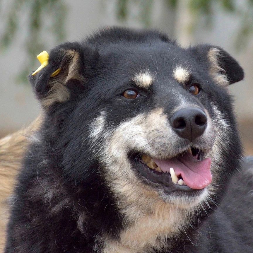 Взрослый пёс в добрые руки