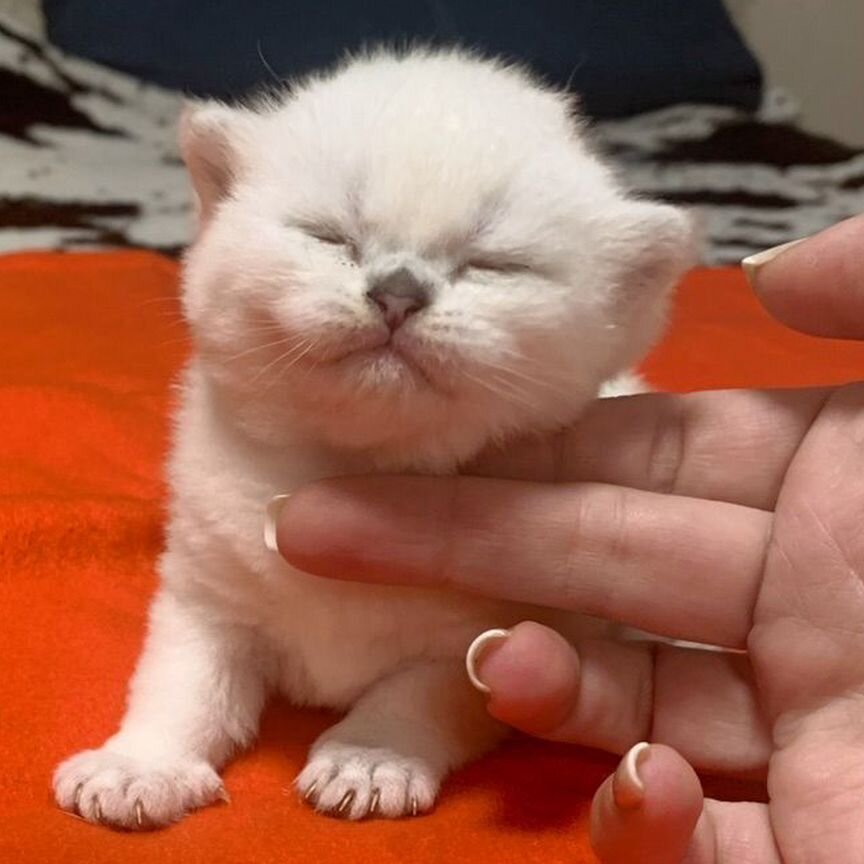 Серебристая шиншилла продажа