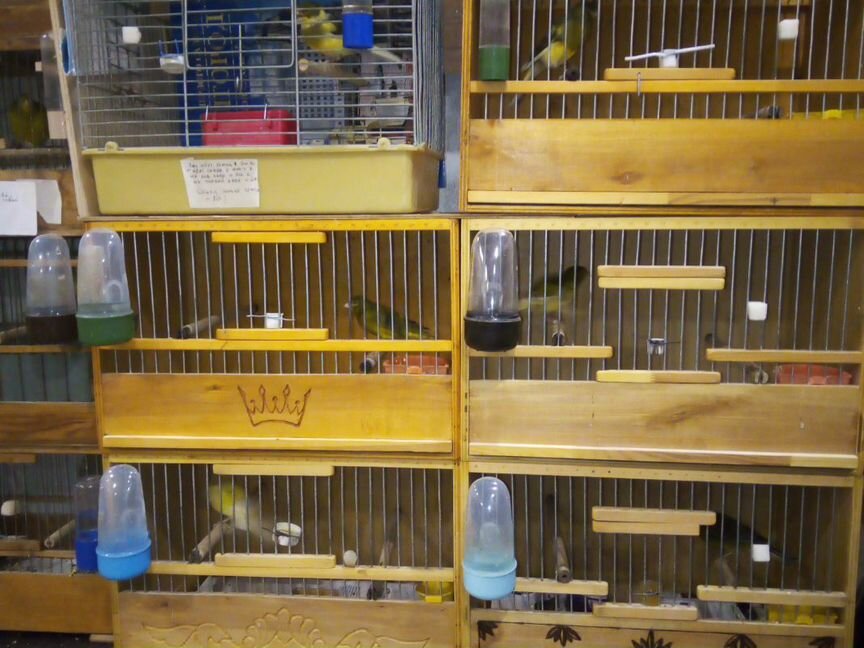 Продаю канареек