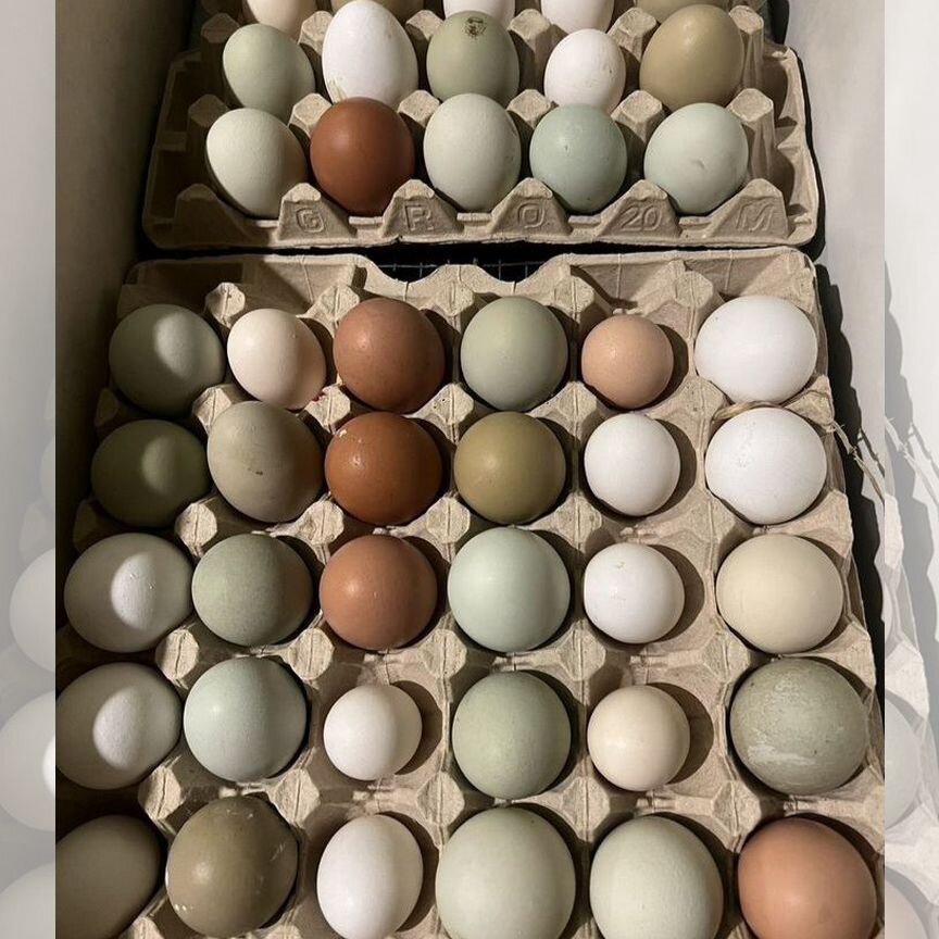 Яйцо куриное инкубационное "Домашняя цветная"