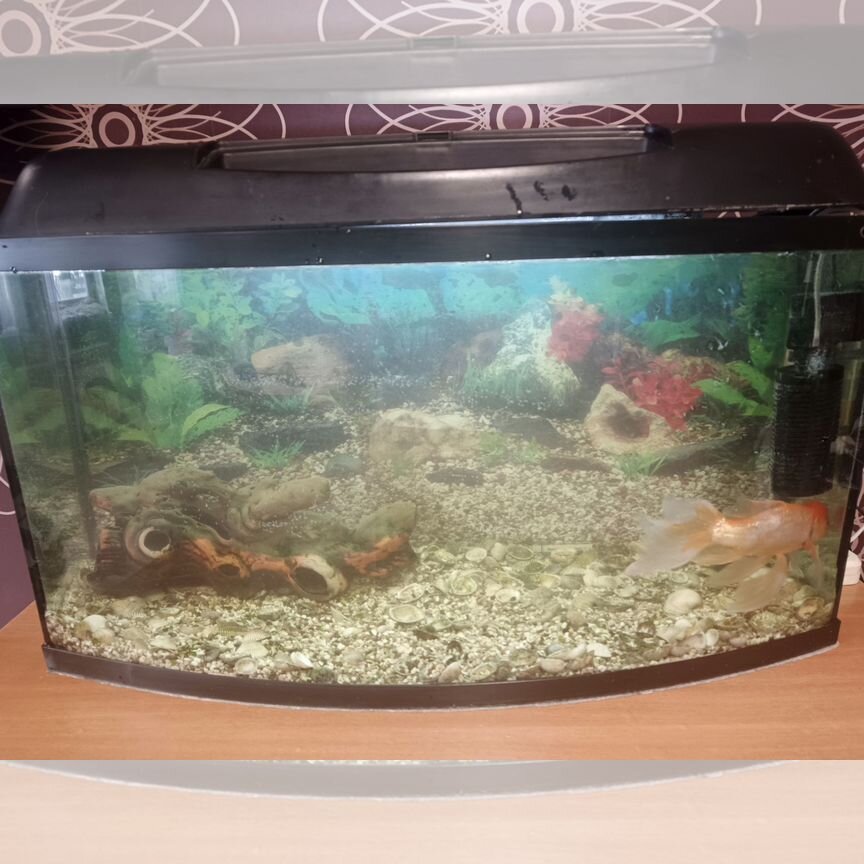 Продам аквариум с рыбками
