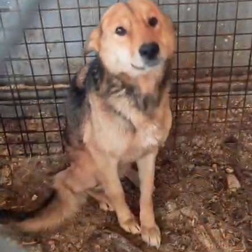 Взрослый пёс в добрые руки