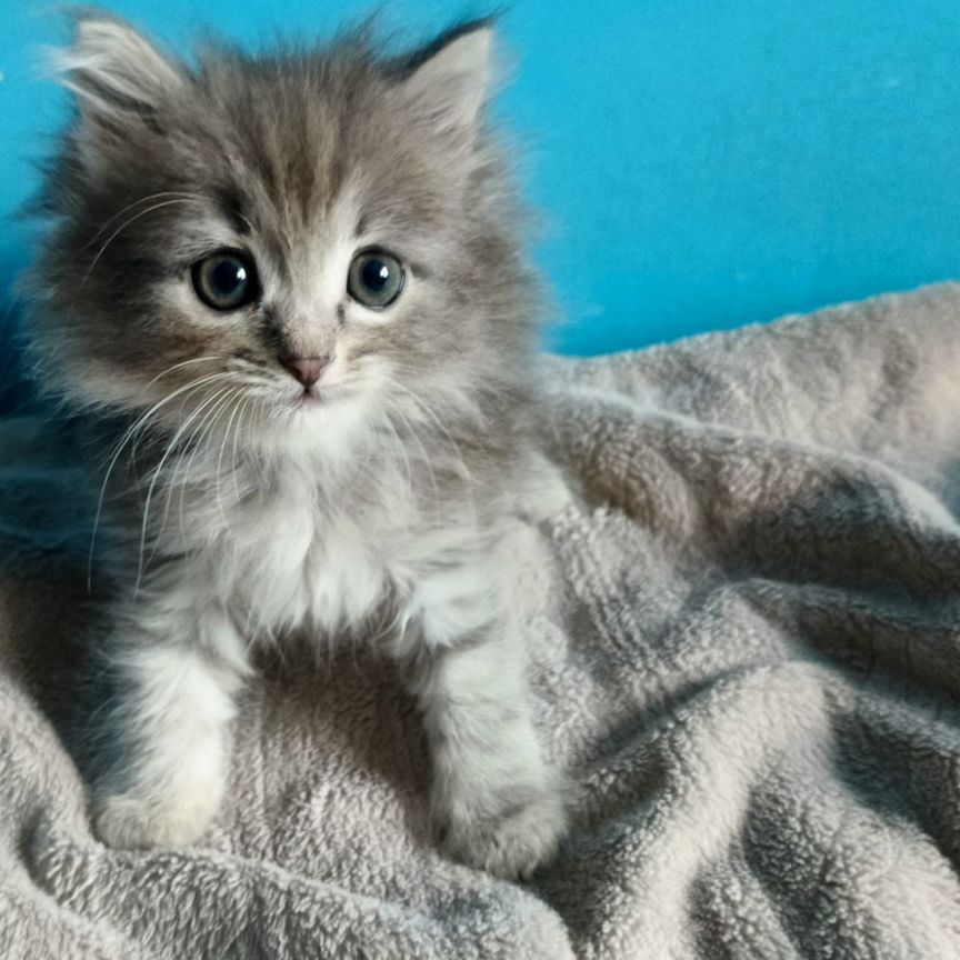 Сибирский котёнок