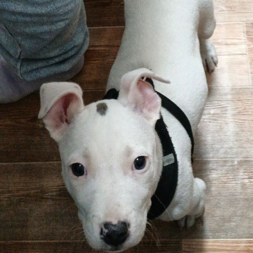 Американский стаффордширский терьер, щенок