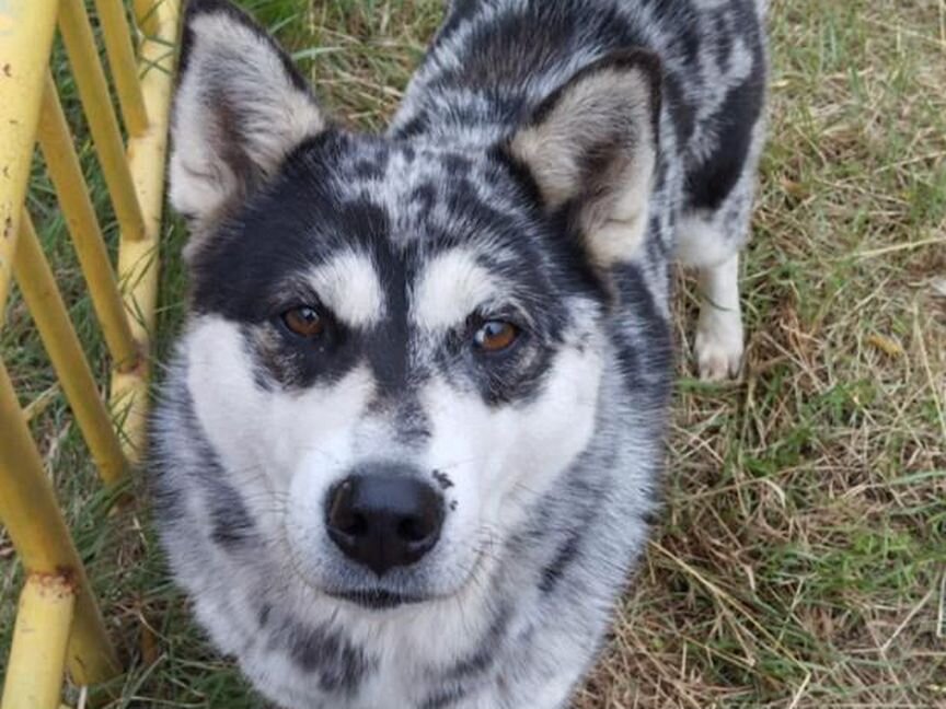 Собака в добрые руки отдам бесплатно