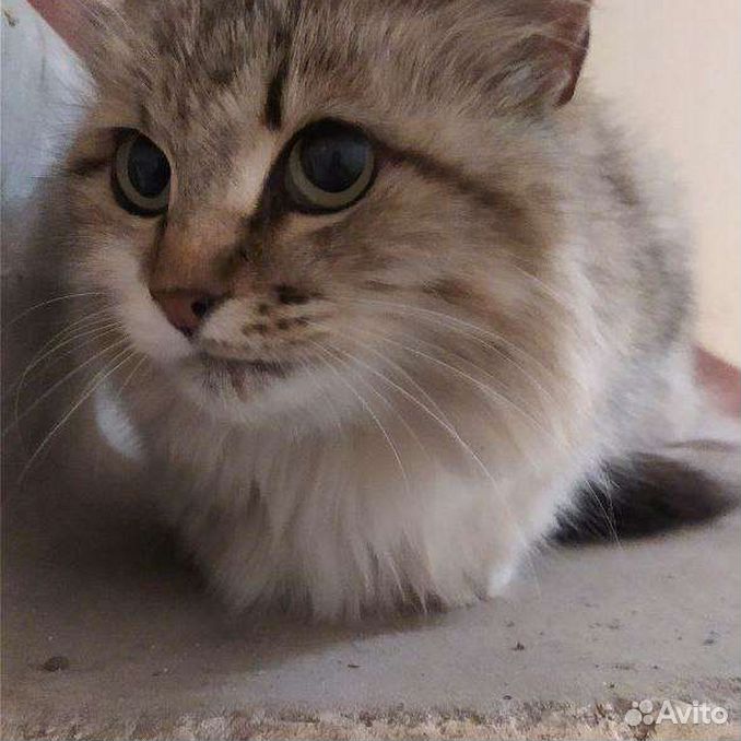 Котенок кошечка молодая антистрес антидепрессант